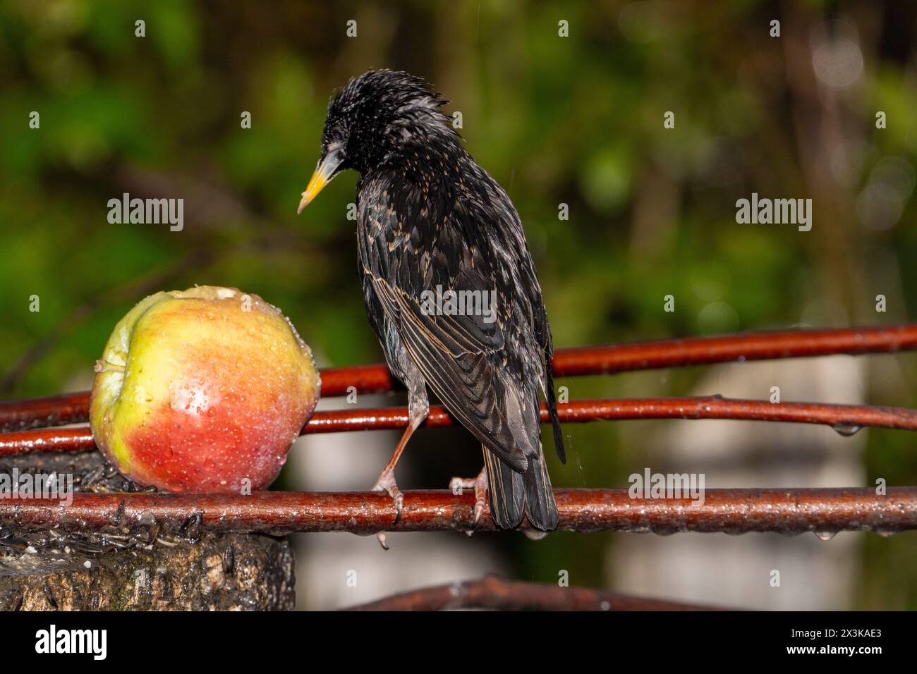 Common starling Sturnus vulgaris Family Sturnidae Genus Sturnus on the ...