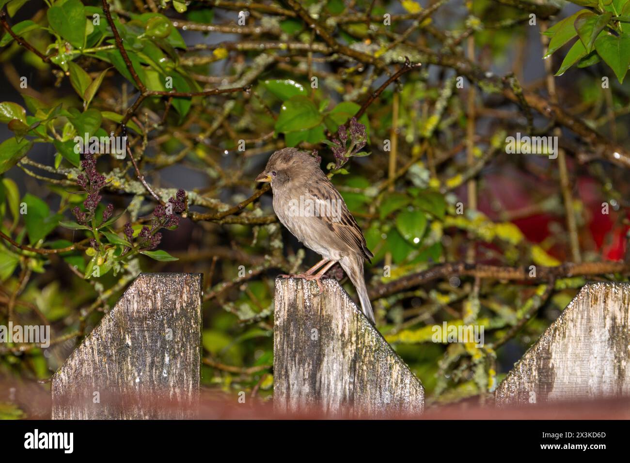 Wet Passer domesticus Family Passeridae Genus Passer House sparrow wild ...
