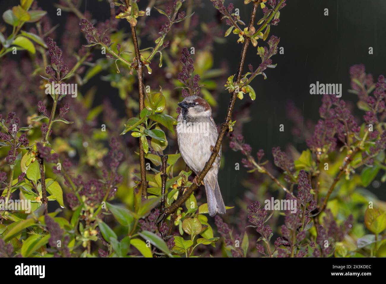 Wet Passer domesticus Family Passeridae Genus Passer House sparrow wild ...