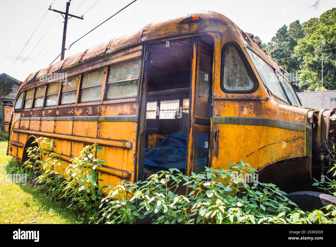 Abandoned rusty yellow school bus in overgrown outdoor setting Stock ...