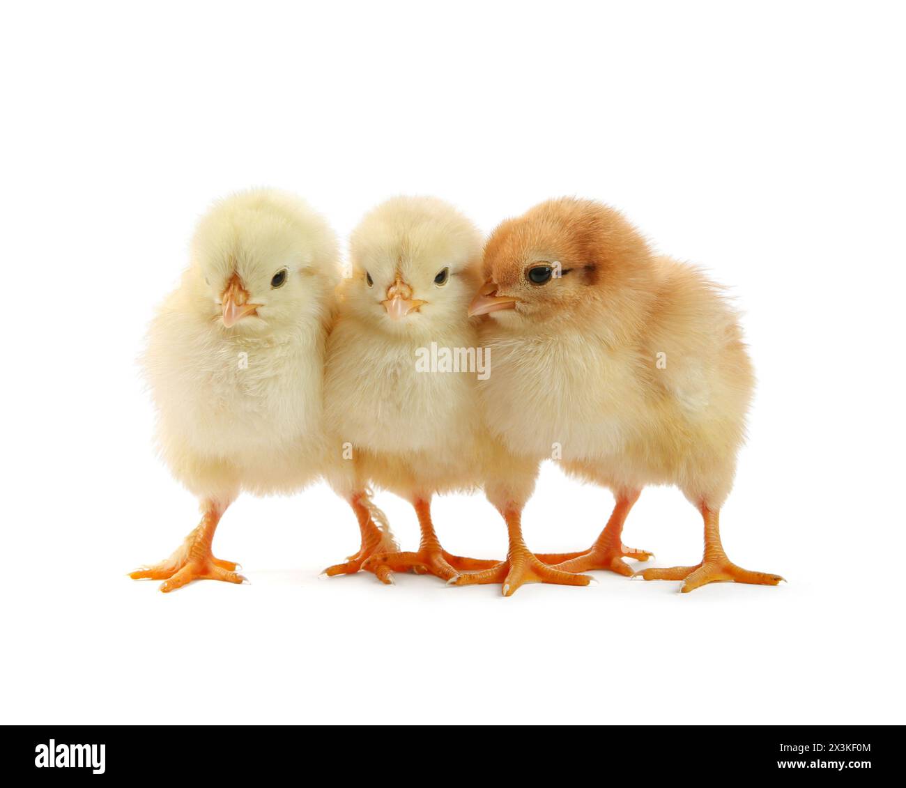 Cute chicks isolated on white. Baby animals Stock Photo - Alamy