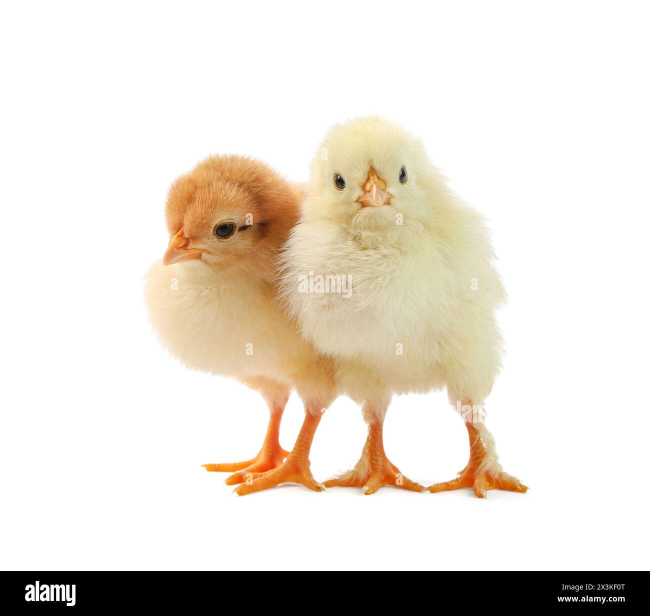Cute chicks isolated on white. Baby animals Stock Photo - Alamy