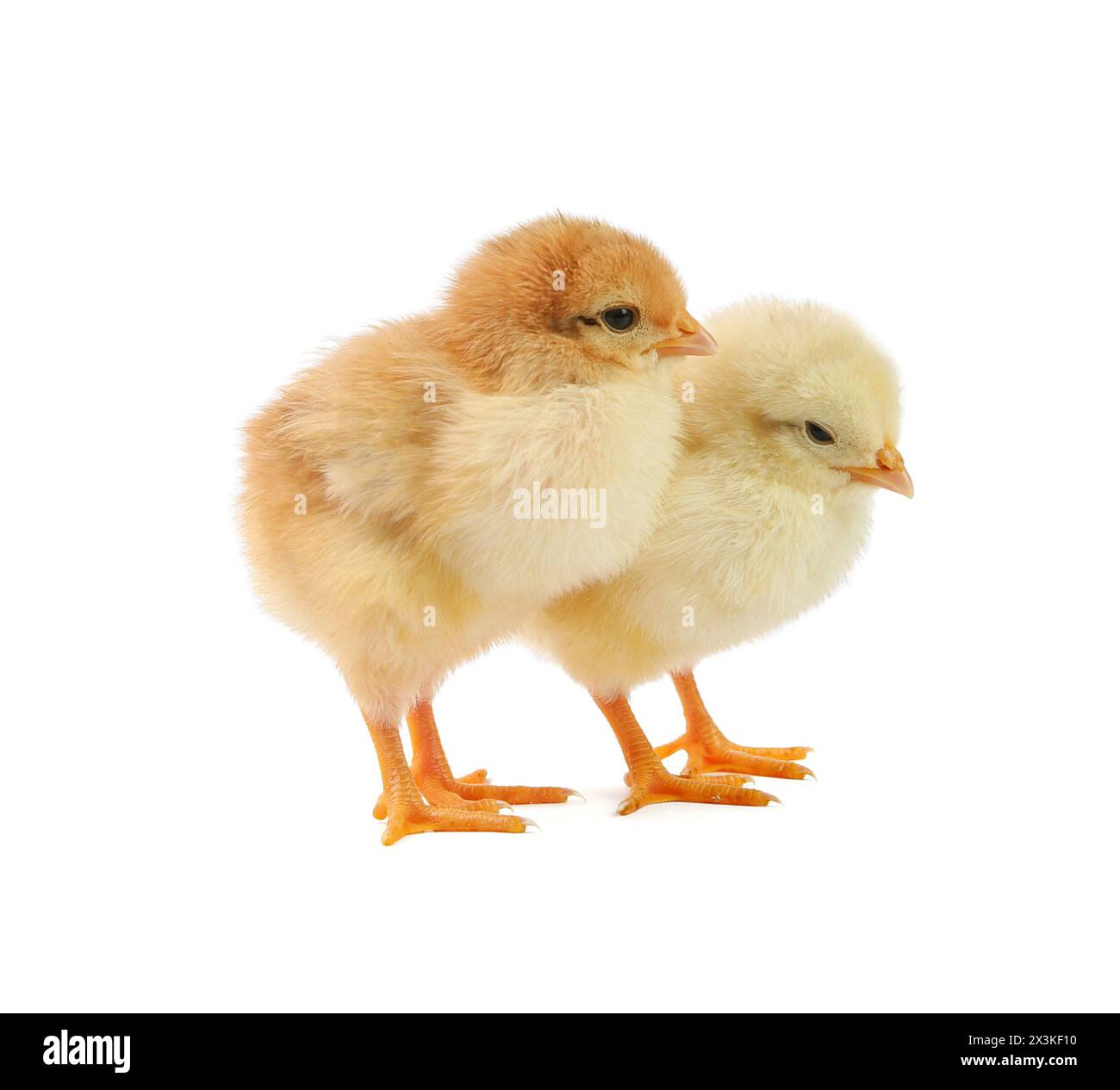 Cute chicks isolated on white. Baby animals Stock Photo - Alamy