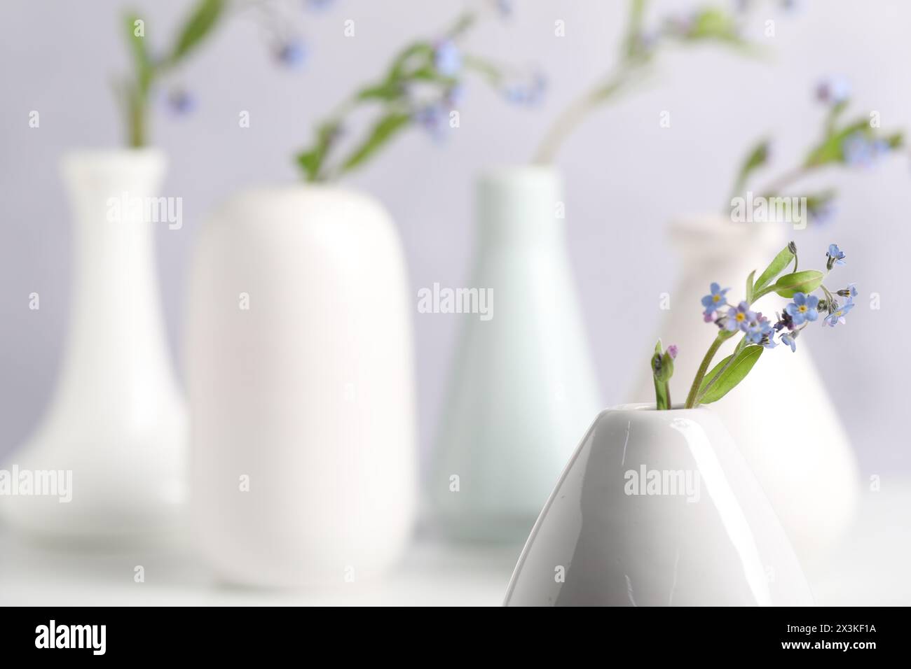 Beautiful forget-me-not flowers in vases on blurred background, closeup ...