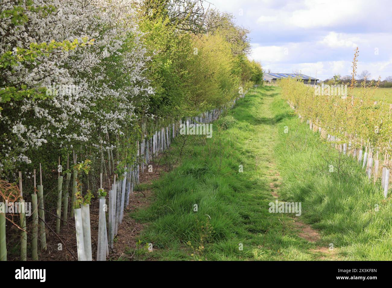Habitat replanting, tree saplings planted to regrow hedges on farmland ...