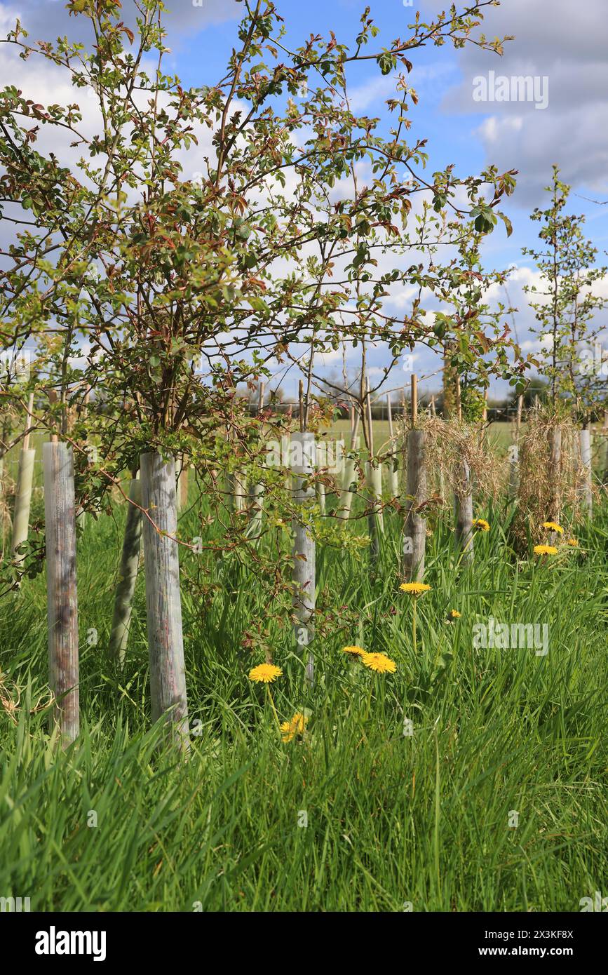 Habitat replanting, tree saplings planted to regrow hedges on farmland ...