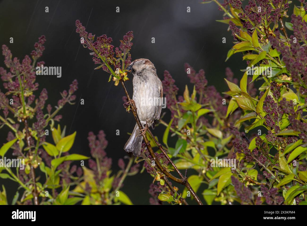 Wet Passer domesticus Family Passeridae Genus Passer House sparrow wild ...
