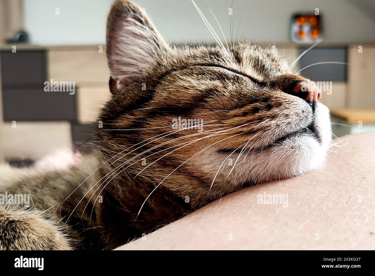 April 21, 2024: Cat cuddles with its owner and expresses its affection ...