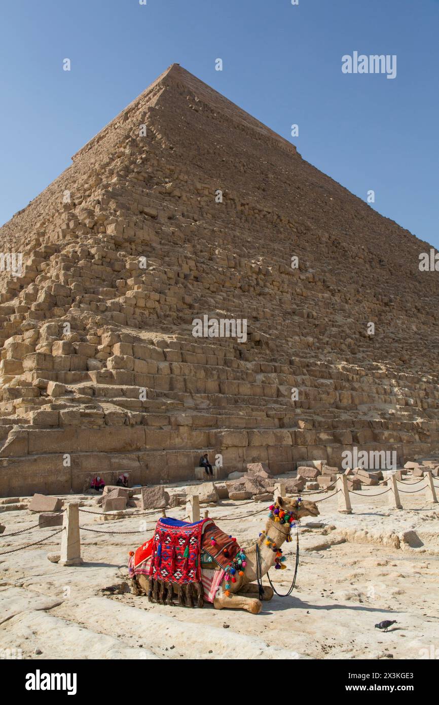 Camel, Khafre Pyramid (background), Great Pyramids of Giza, UNESCO ...
