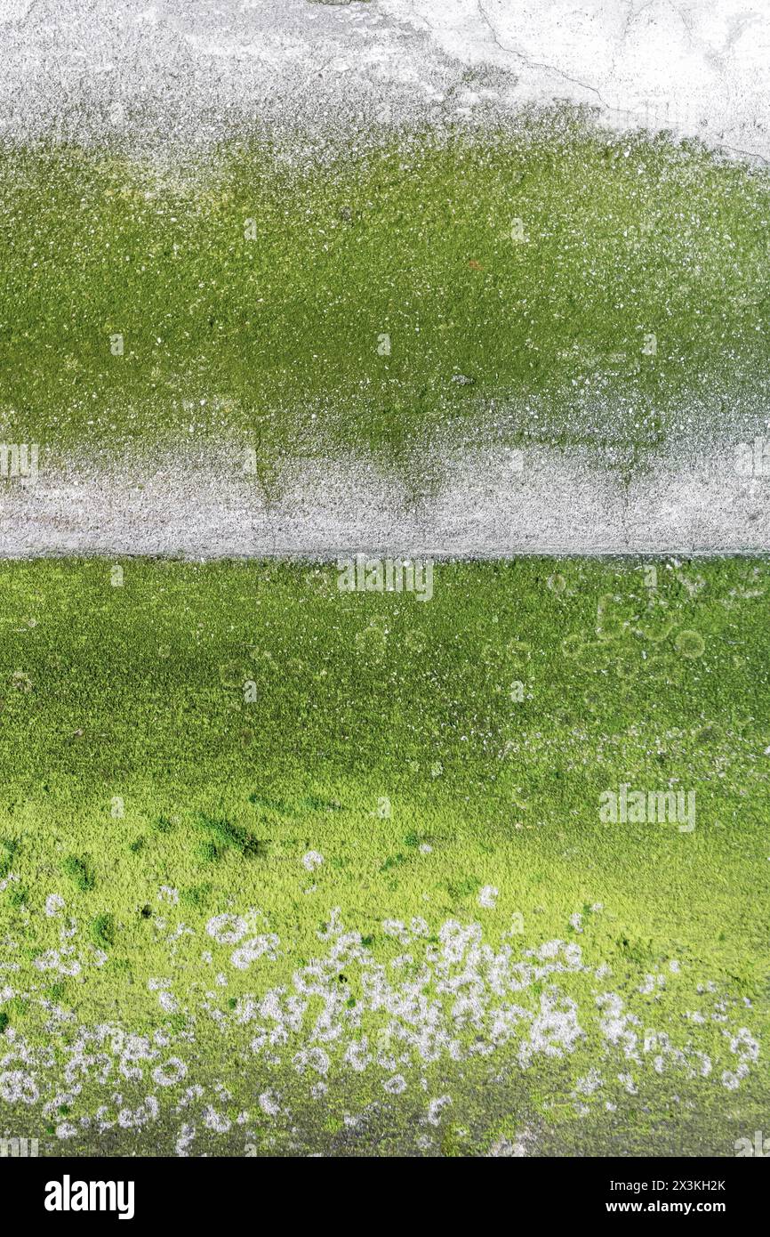 Moss and mold affect the plaster of an exterior wall Stock Photo - Alamy