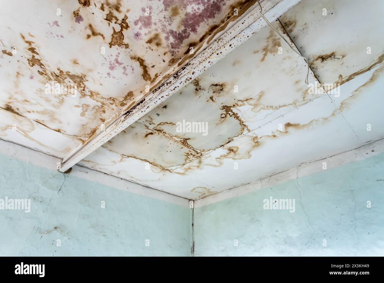 Strong mildew in large stains is located on interior wall in apartment ...