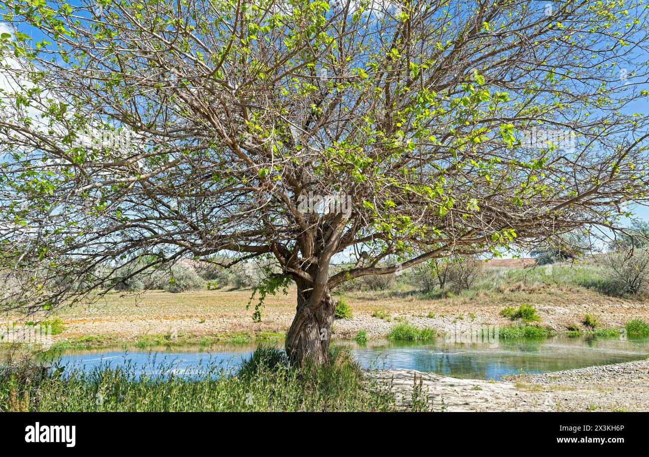 Catalpa tree river hi-res stock photography and images - Alamy