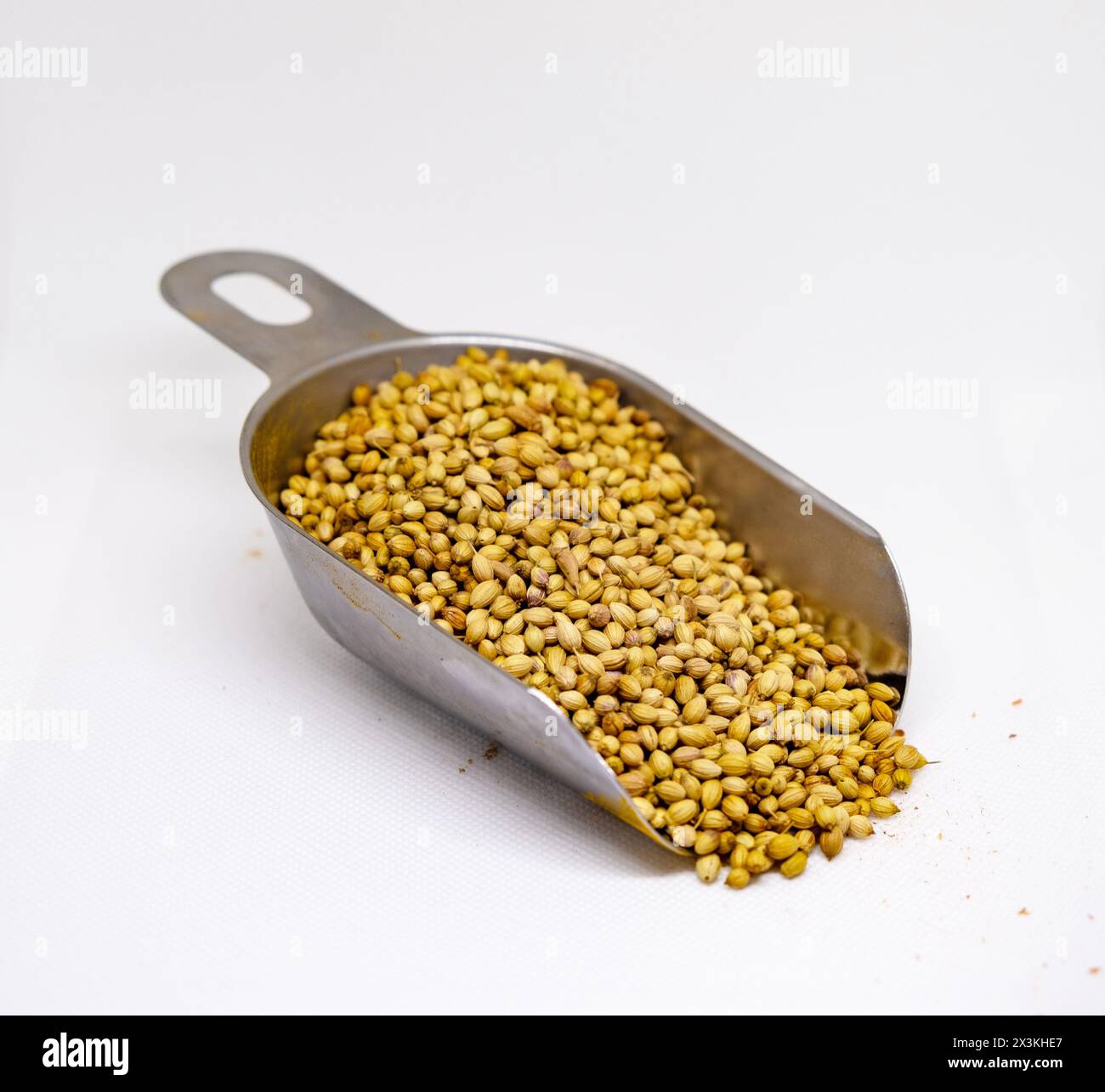 Organic Dried coriander seeds (Coriandrum sativum) isolated on white ...