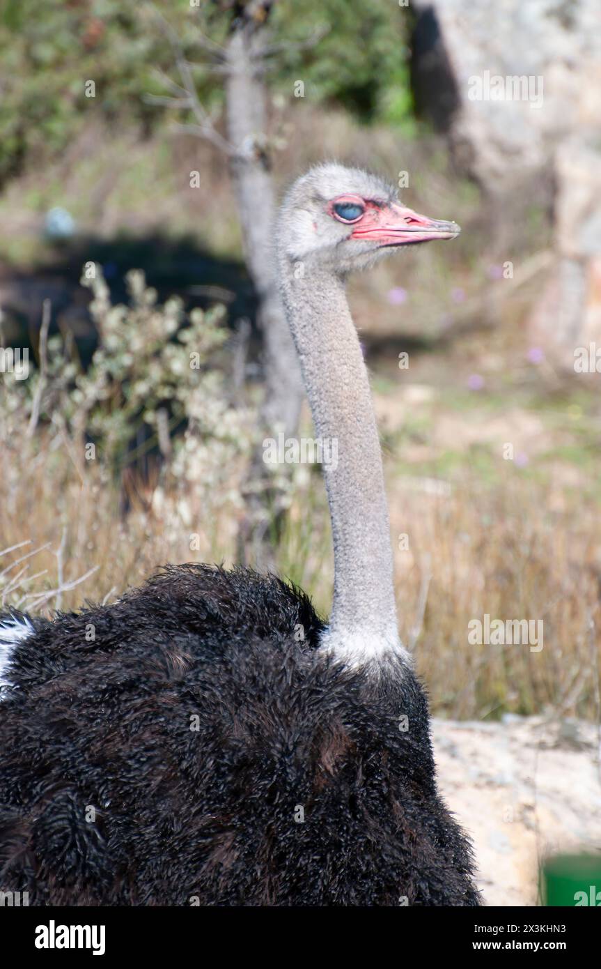 Nature's Intricate Designs: A Close-Up Look at Ostrich Plumage Stock ...