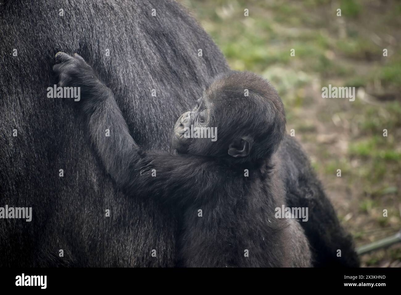 Mother Gorilla Breeding in Natural Habitat: Majestic and Powerful ...