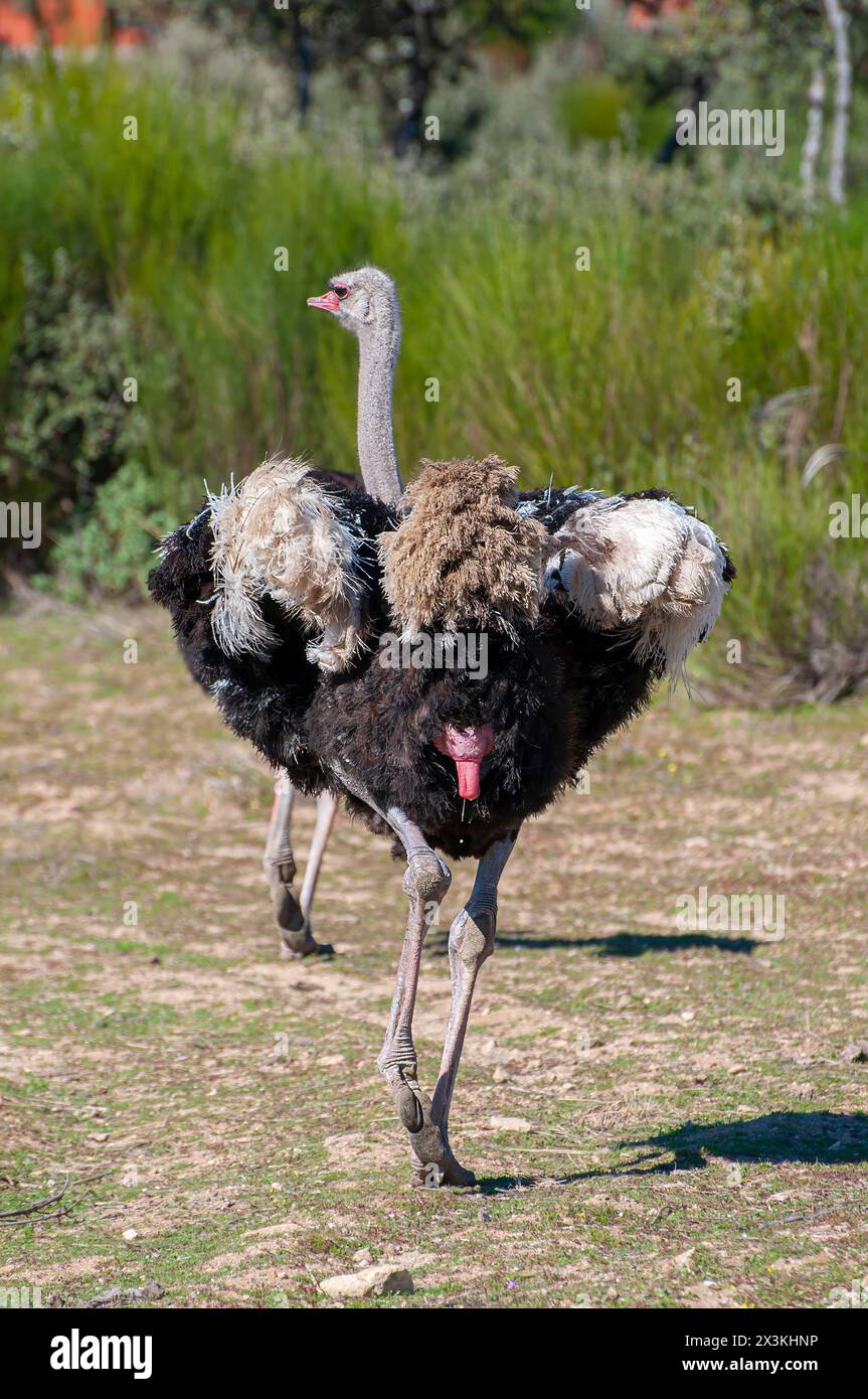 Enigmatic Encounter: The Enchanting World of Flightless Birds Stock ...