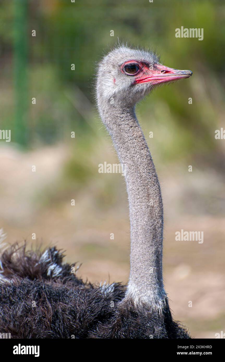 Enigmatic Encounter: The Fascinating World of Flightless Birds - A ...