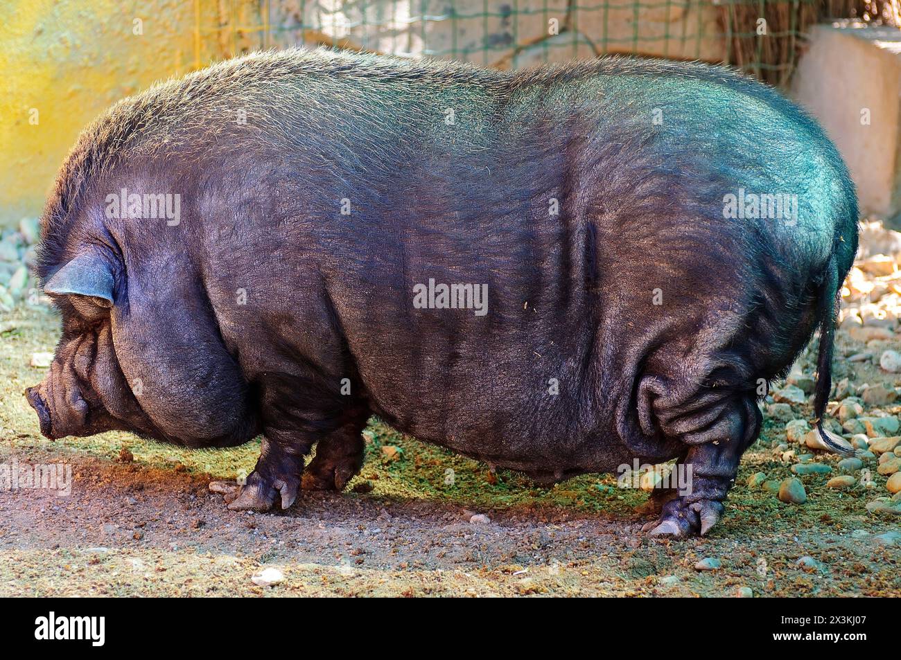 Vietnamese Pig Enjoying a Sunny Spring Day: A Creative Stock Image for ...