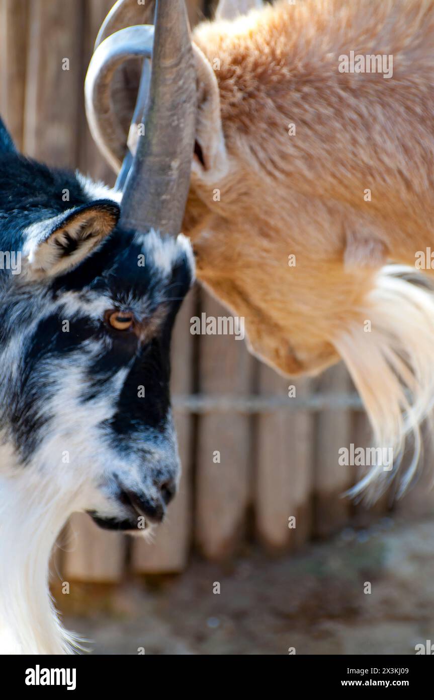 Wildbackground hi-res stock photography and images - Alamy