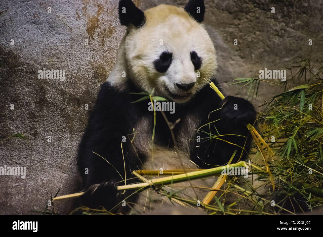 Bamboo Buffet: Captivating Images of Panda Bears Feasting on Bamboo ...