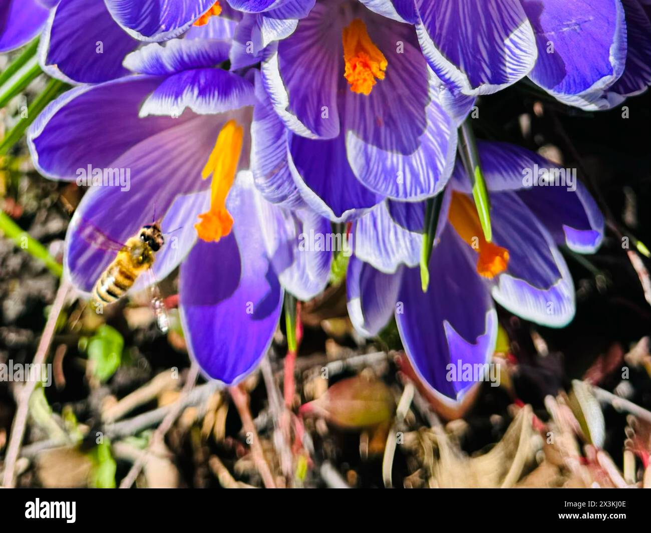 Bee cut out flower hi-res stock photography and images - Alamy