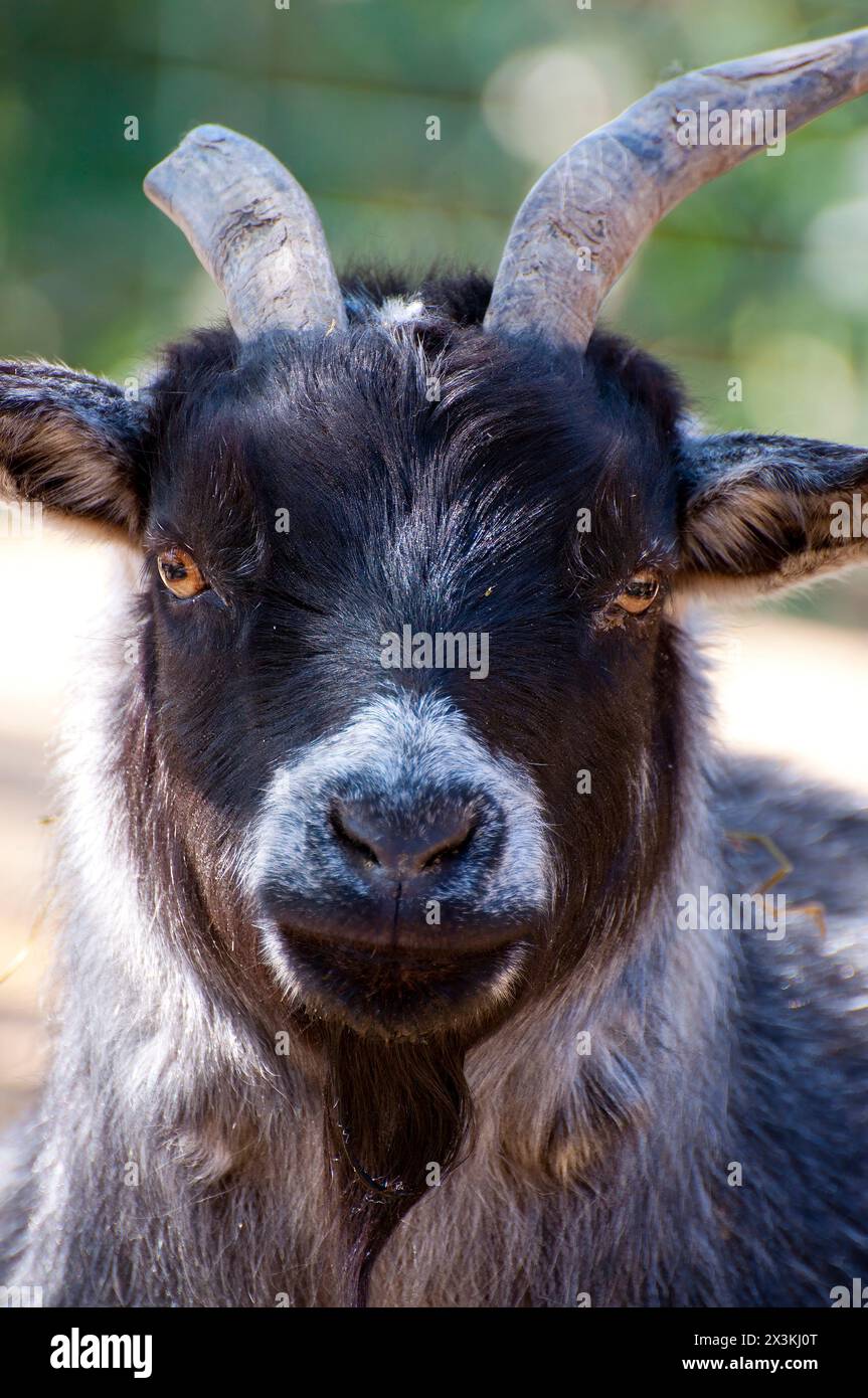 Majestic Goat: Stunning Image of Horned Beauty Stock Photo - Alamy