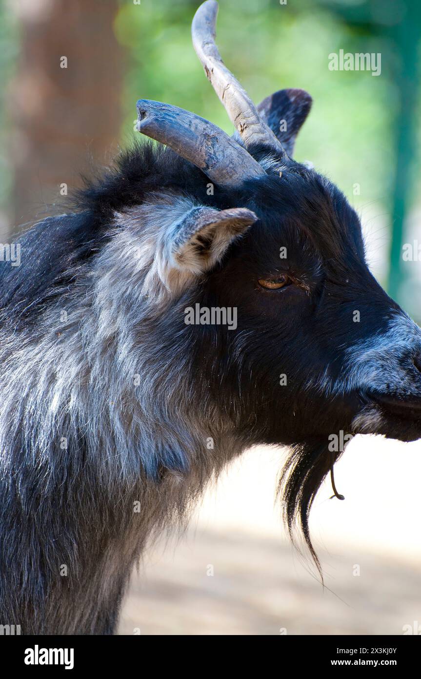 Curved horned creature hi-res stock photography and images - Alamy