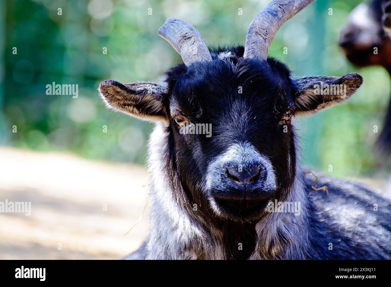 Majestic Goat: Stunning Image of a Horned Beauty Stock Photo - Alamy