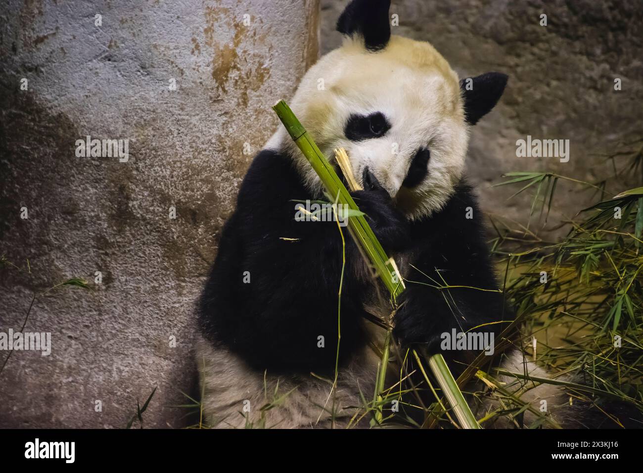 Bamboo Buffet: Captivating Images of Panda Bears Feasting on their ...