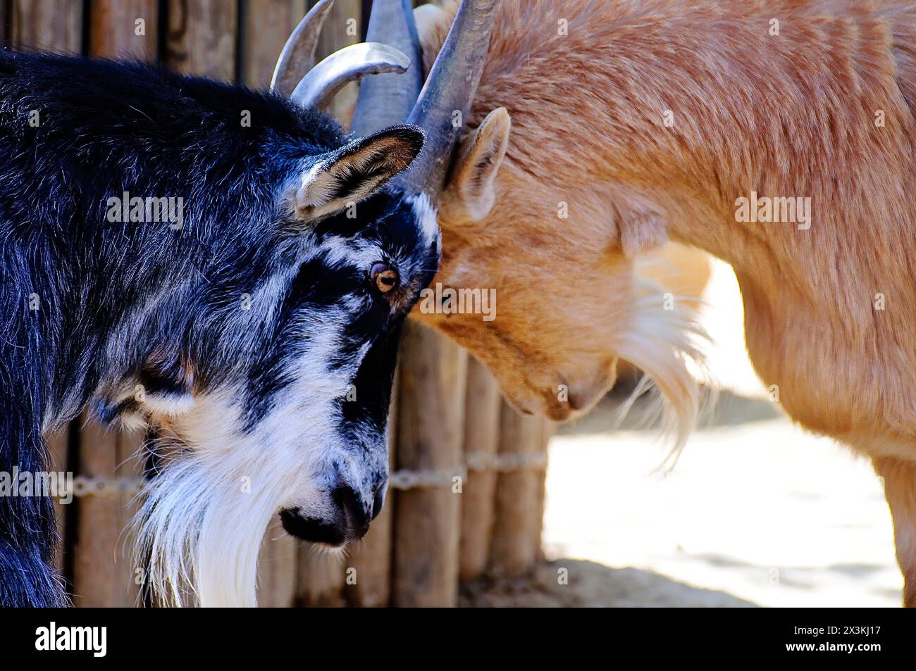 Majestic Goat: Capturing the Magnificent Horns in Stunning Imagery ...