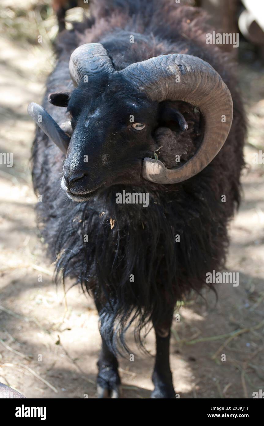 Majestic Goat Portrait with Impressive Antlers: A Stunning Image for ...