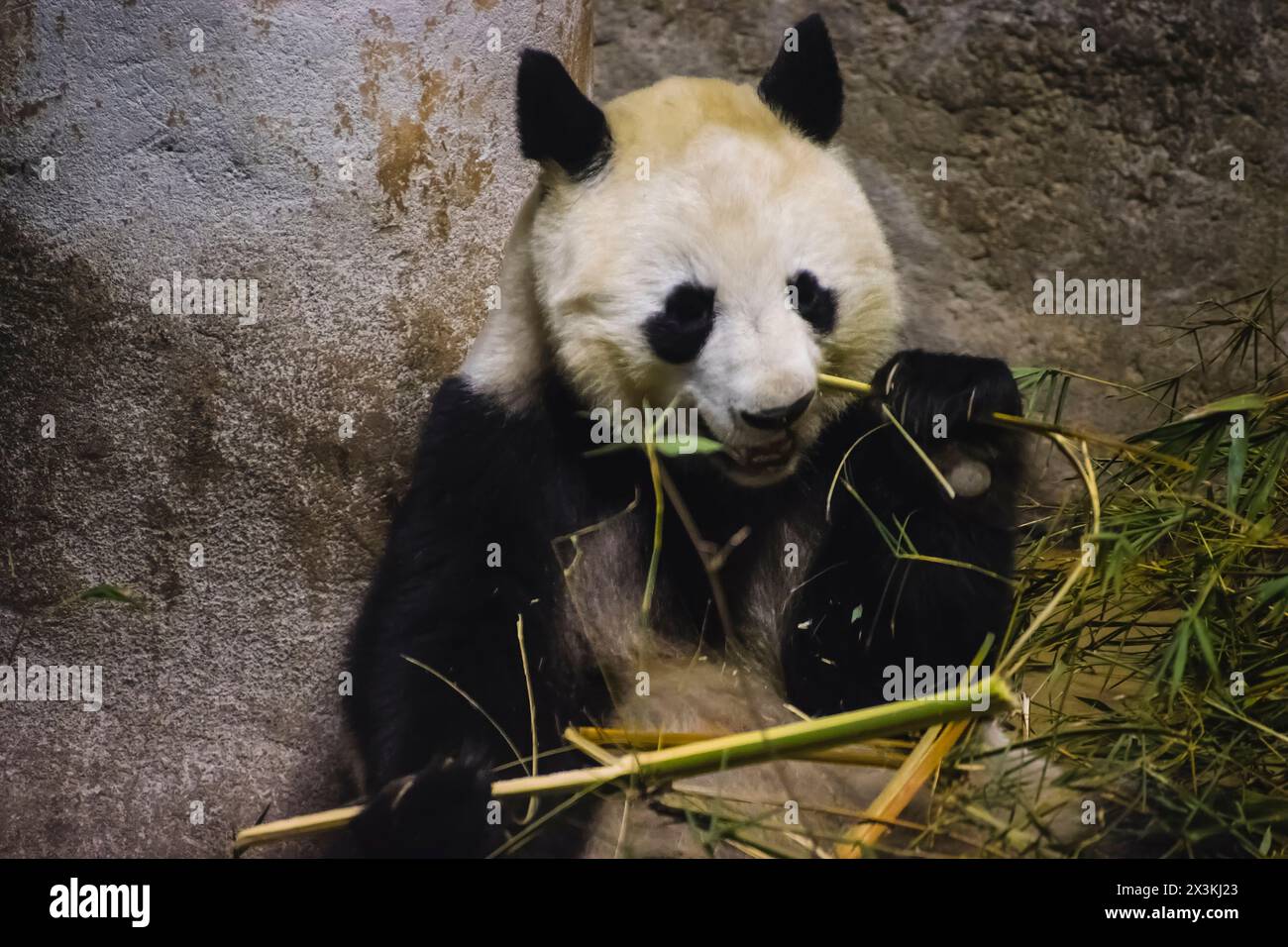 Bamboo Buffet: Captivating Images of Panda Bears Feasting on their ...