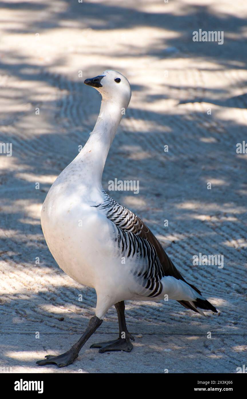 Spanish Wildlife: Capturing the Beauty of Ducks in the River Stock ...