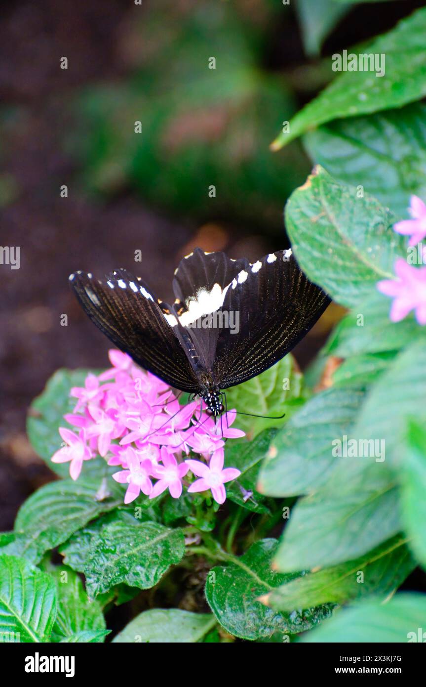 Butterflyflutter hi-res stock photography and images - Alamy