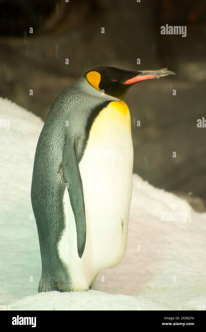 Sharpbeak hi-res stock photography and images - Alamy