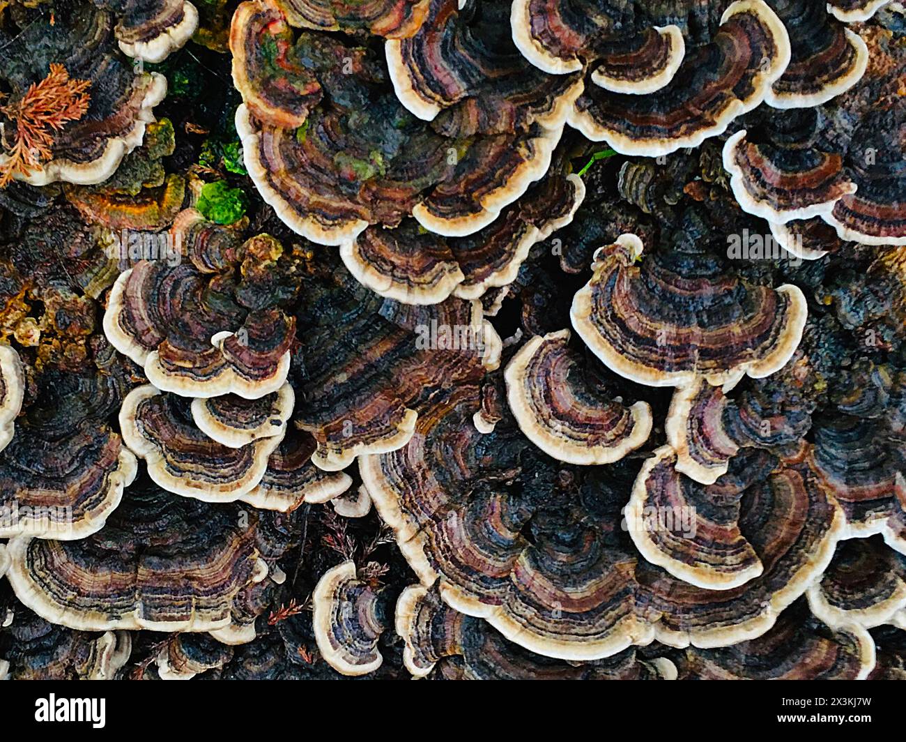 top down circular fungus pattern Stock Photo - Alamy