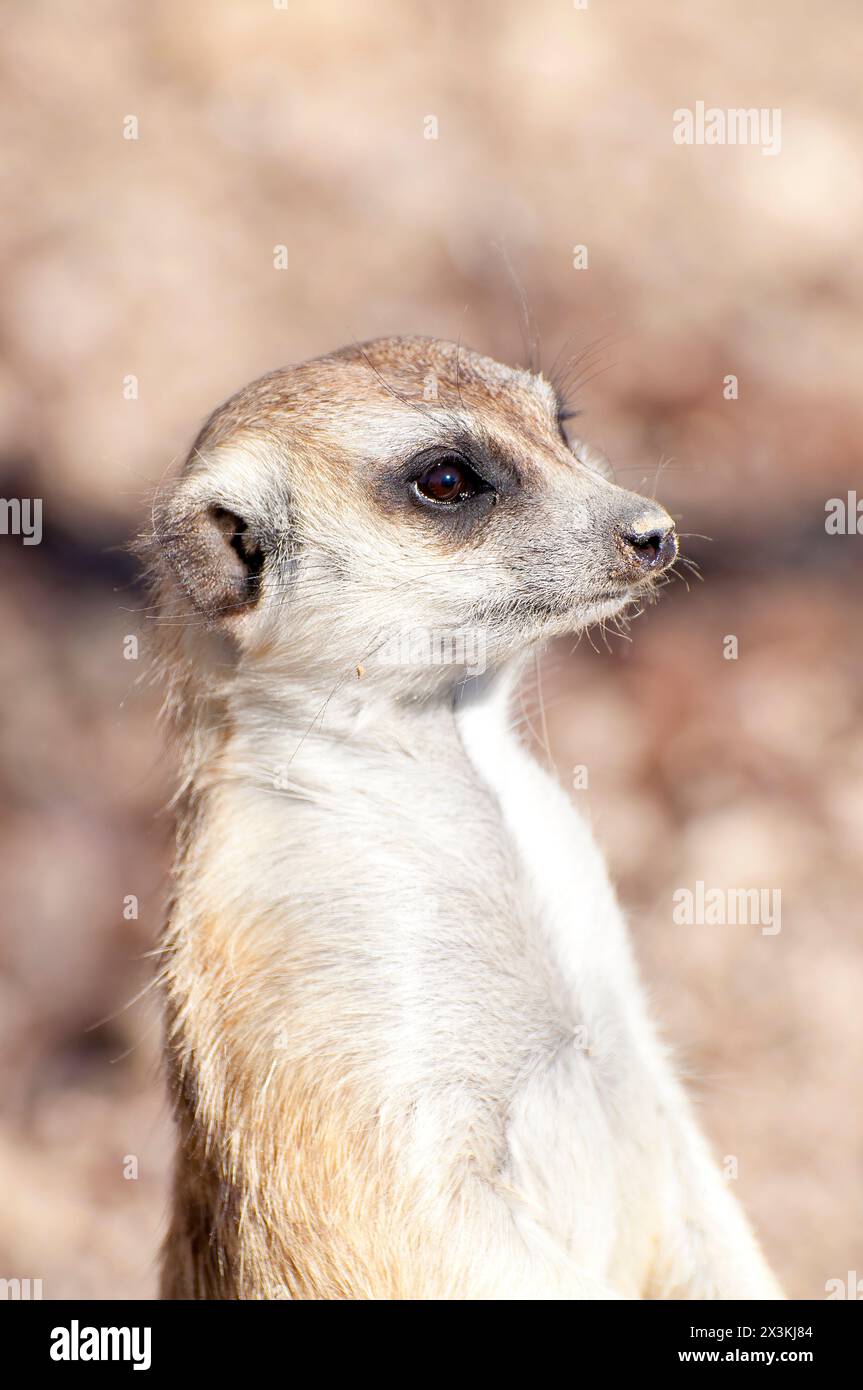 Stunning Close-Up of a Suricatta: Beautiful Facial Features and Smooth ...