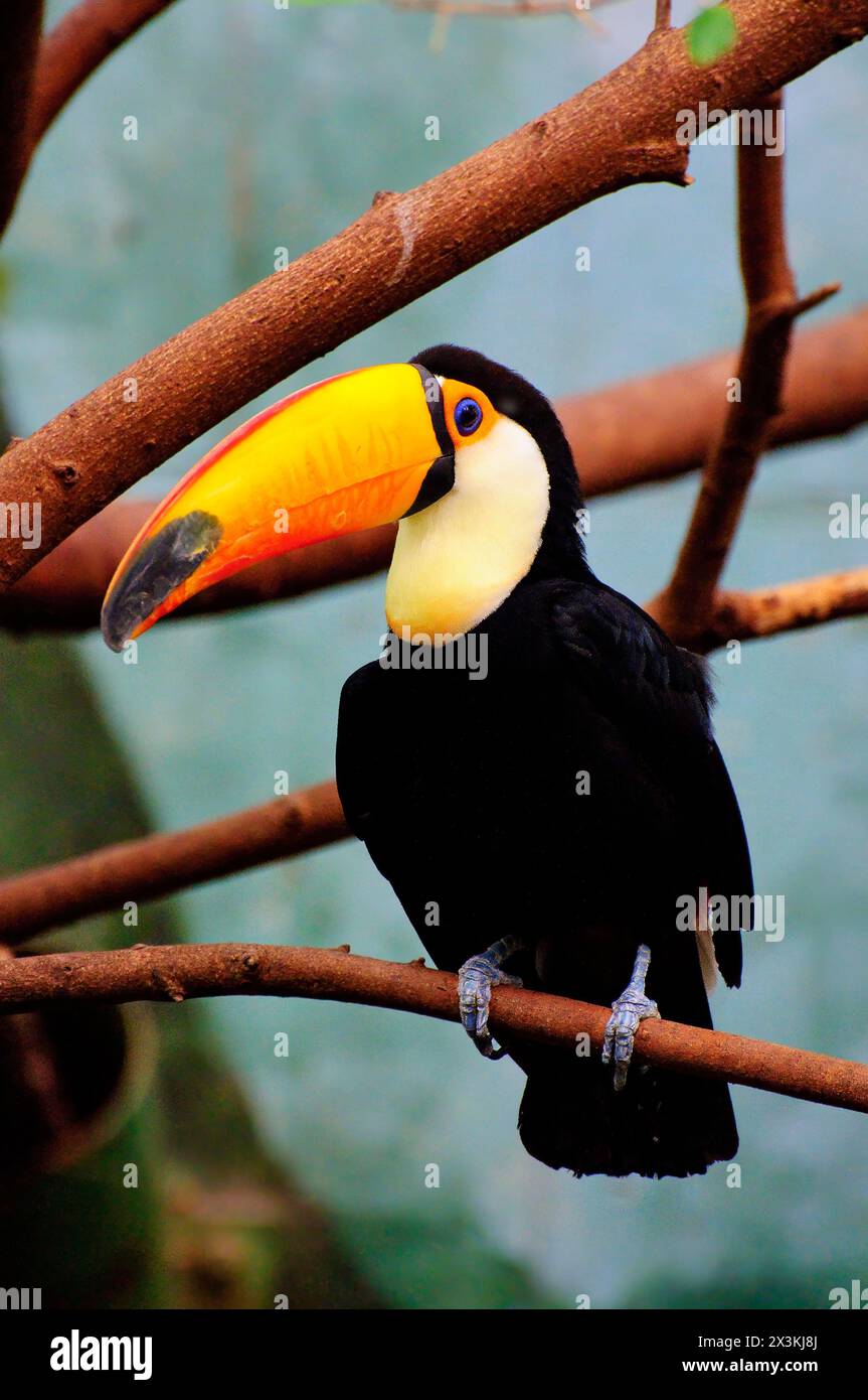 Tropical Beauty: Vibrant Tucan Image in Stunning Colors Stock Photo - Alamy