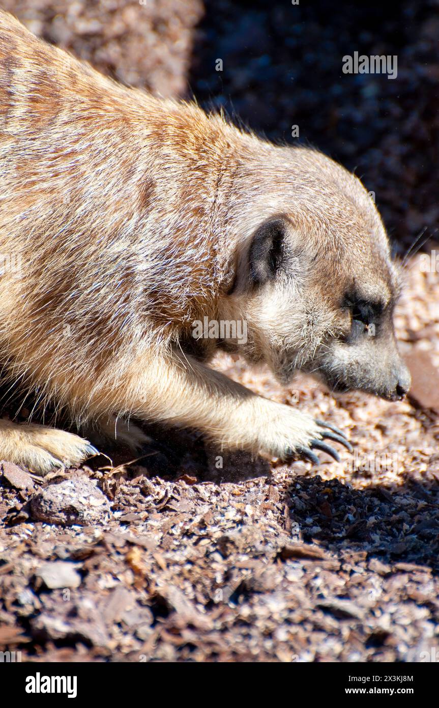 Captivating Close-Up: Stunning Suricatta Portrait Showcases Beautiful ...