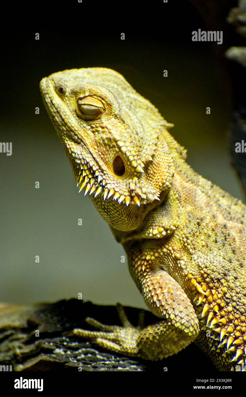 Captivating lizards hi-res stock photography and images - Alamy