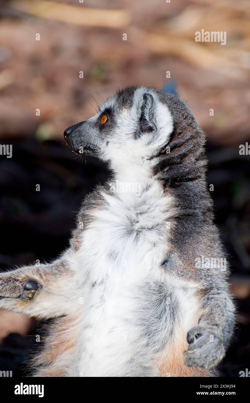 Stunning Lemur Portrait: Captivating Eyes and Gorgeous Skin Stock Photo ...