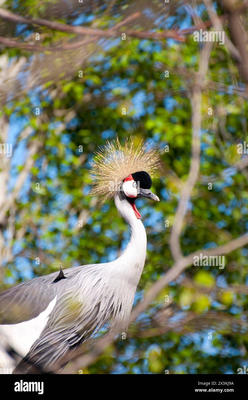 Colorfulcreatures hi-res stock photography and images - Alamy