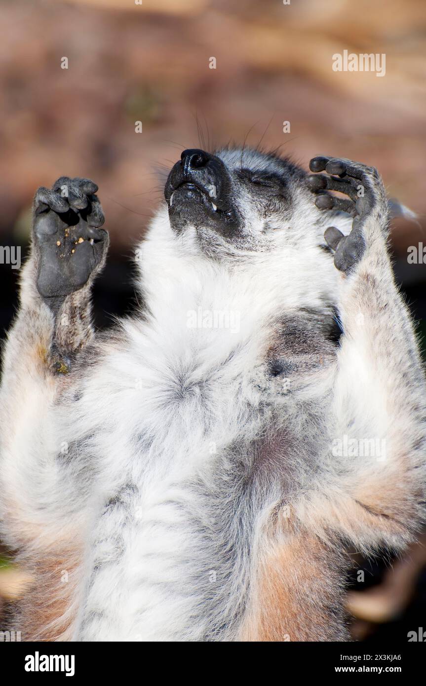 Stunning Lemur Portrait: Captivating Eyes and Flawless Skin Stock Photo ...