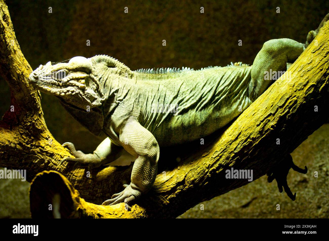 Stunning Lizard Skin: A Captivating Image for Your Creative Projects ...