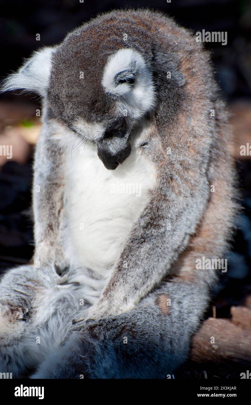 Stunning Lemur Portrait: Captivating Eyes and Flawless Skin Stock Photo ...