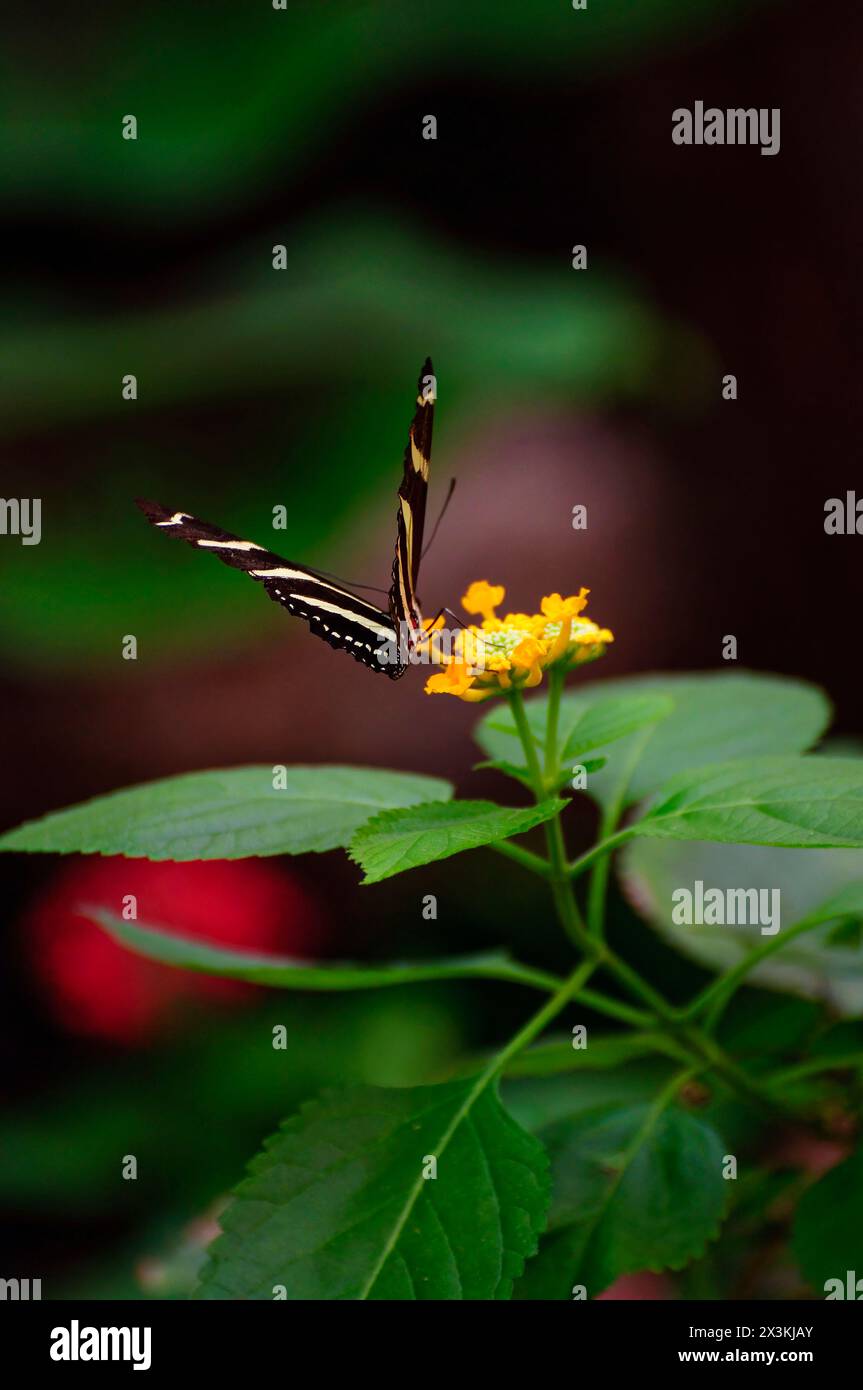 Flutteringinsects hi-res stock photography and images - Alamy