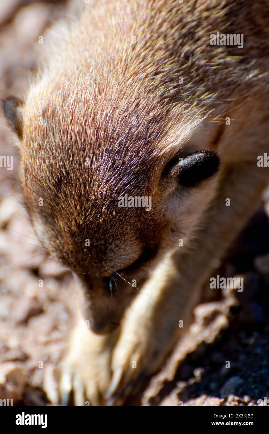 Captivating Close-Up: Stunning Suricatta Portrait Showcases Flawless ...