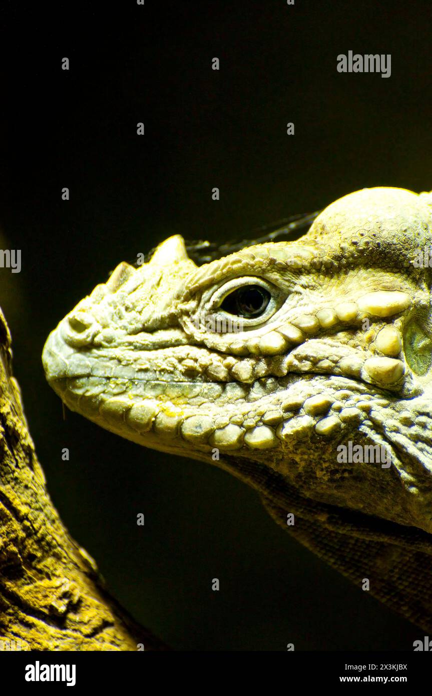 Stunning reptile capture showcasing vibrant lizard skin texture in high ...