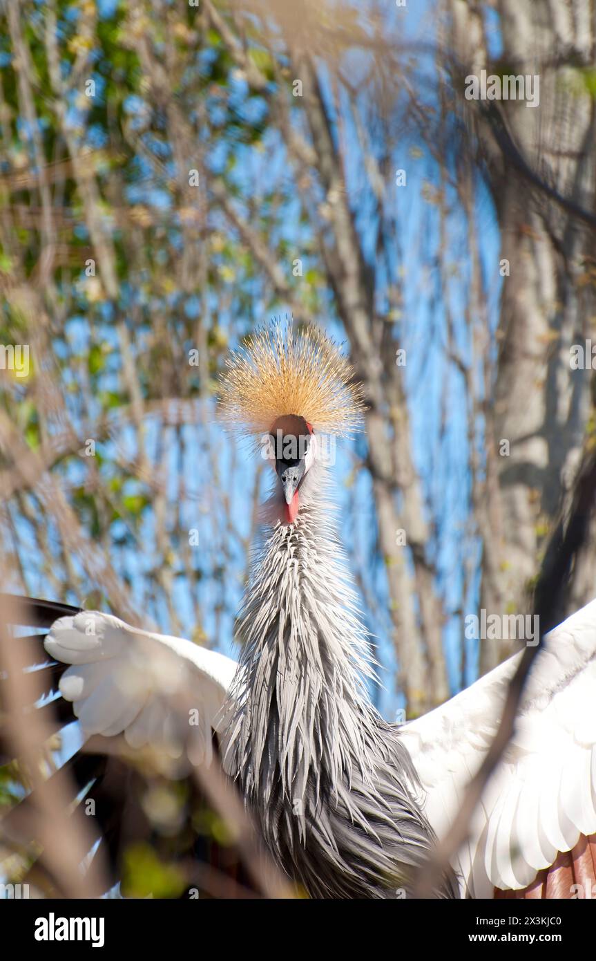 Vibrant Wildlife Portrait: Stunning Bird Colors and Wings in Focus ...