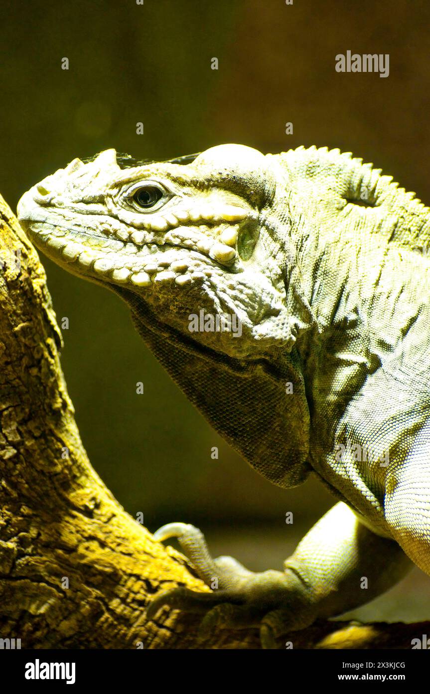 Exquisite scales hi-res stock photography and images - Alamy